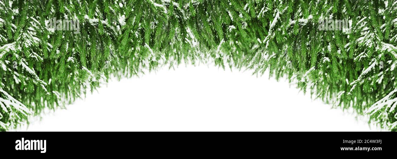 Green fir branches covered by snow border white background isolated ...