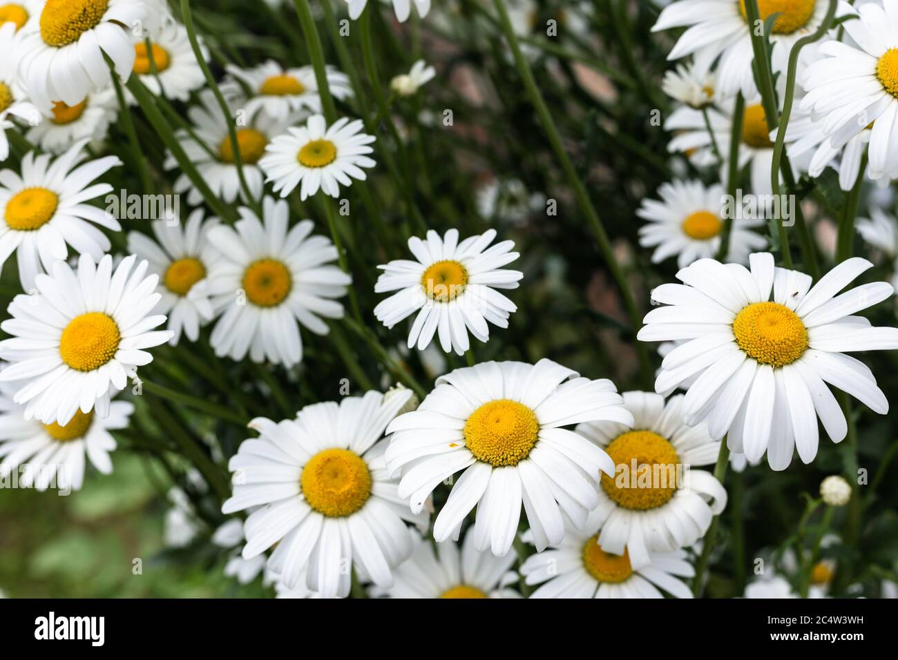 Large daisies hi-res stock photography and images - Alamy