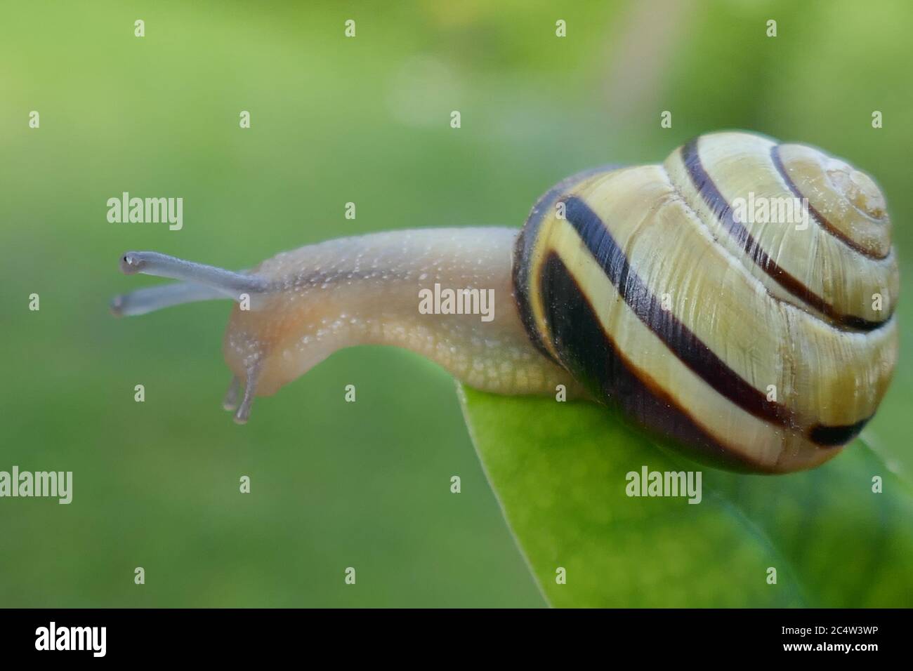 Snail on a green leaf. Snail insect macro.Snail slime and mucin concept ...