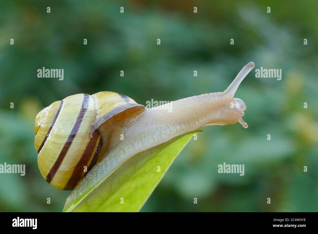 Snail on a green leaf. Snail insect macro.Snail slime and mucin concept ...