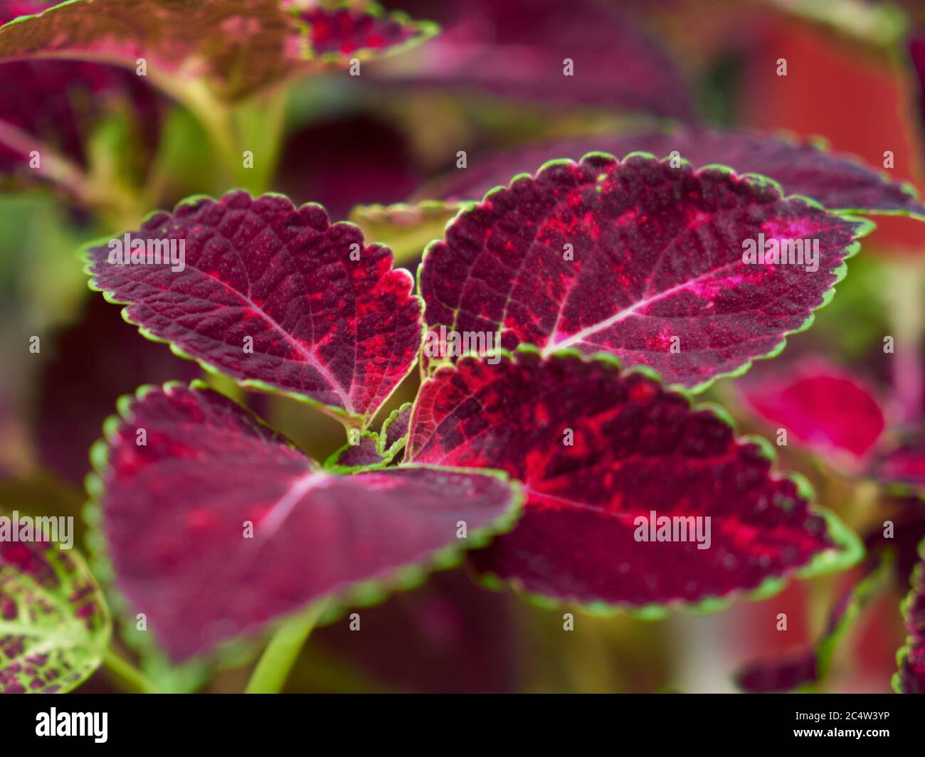 Lateral view of a red and green leaf painted nettle plant Stock Photo ...