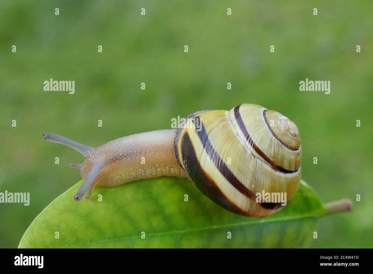 Snail on a green leaf. Snail insect macro.Snail slime and mucin concept ...
