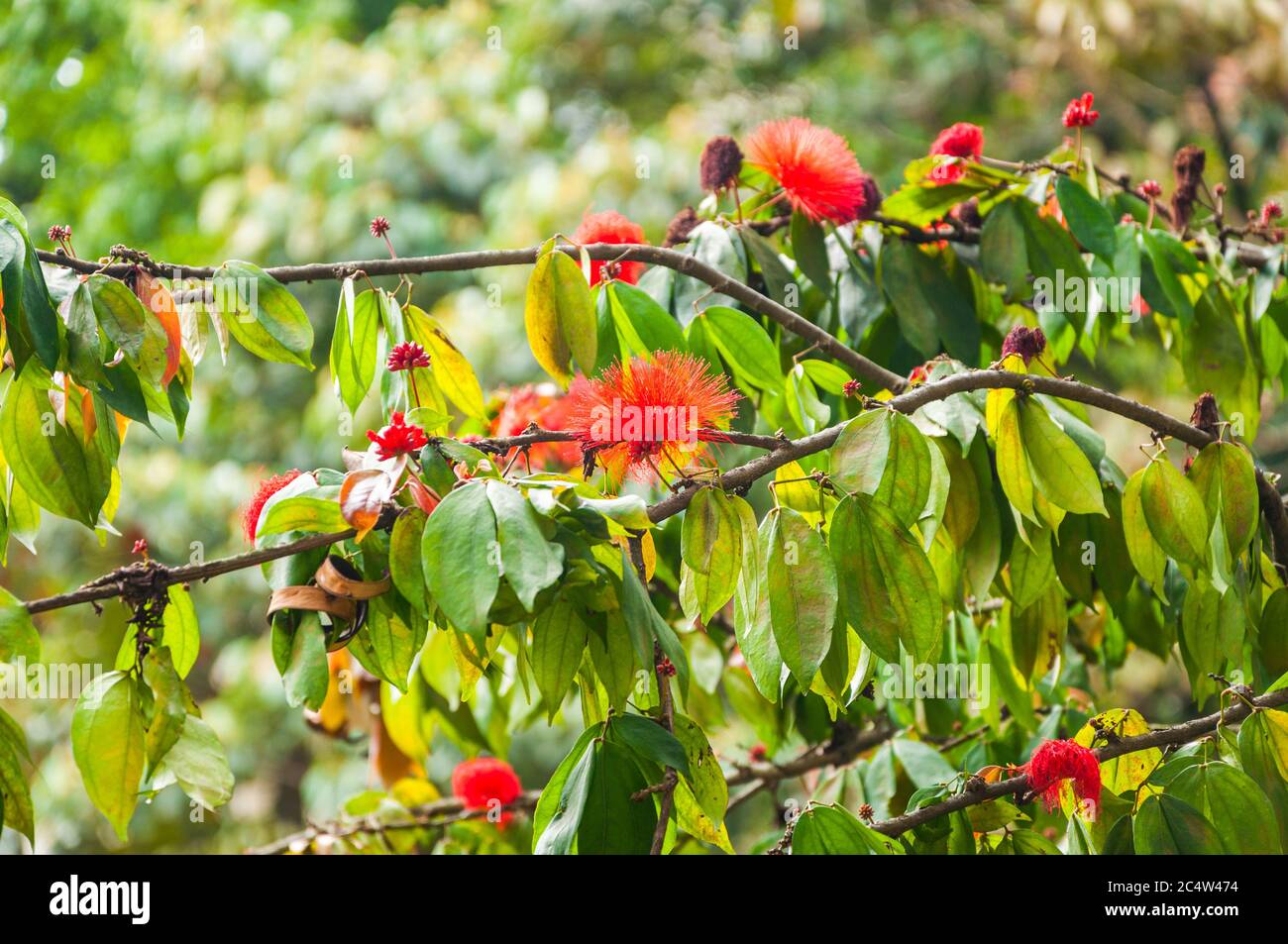 Red hairy flowers hi-res stock photography and images - Alamy