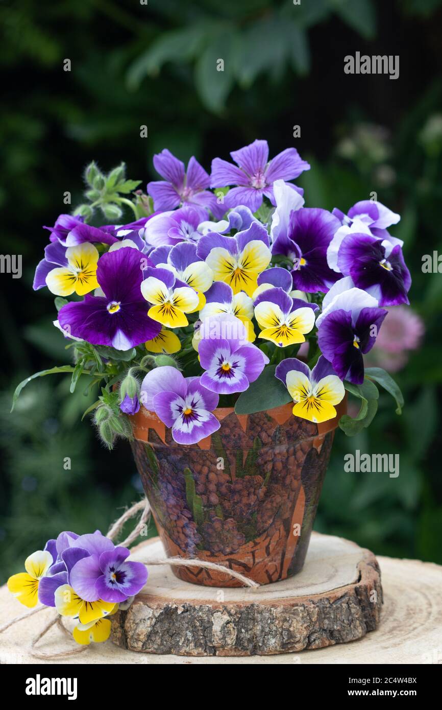 bouquet of viola flowers in pirple and yellow in terracotta plant pot ...