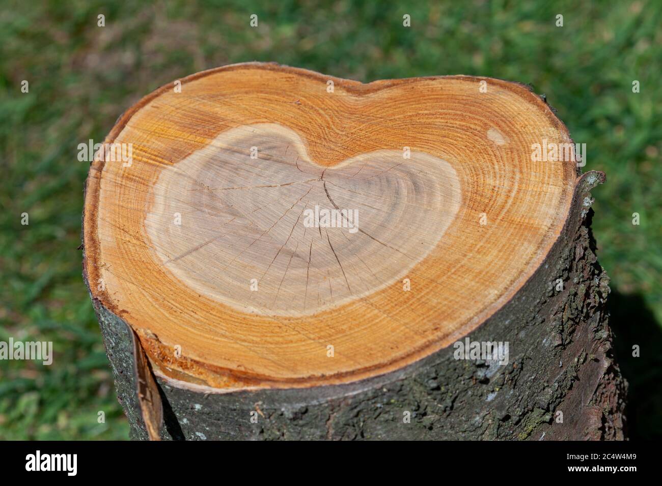 Tree trunk cut in half shows a love heart shape growth rings. Love wood ...
