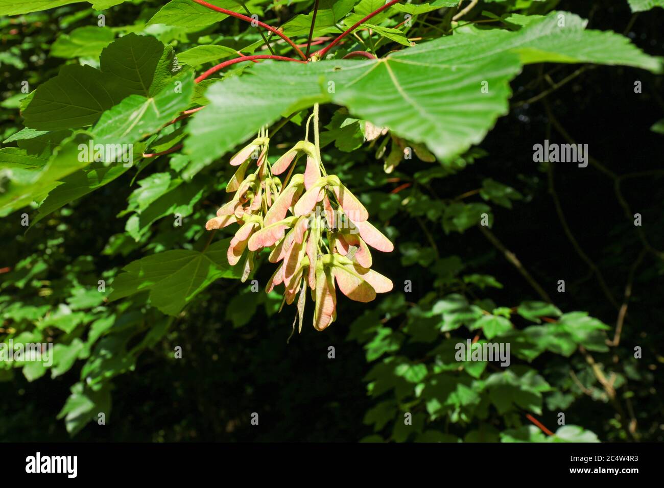Group of maple seeds attached to the plant in the sun. Sycamore Maple ...