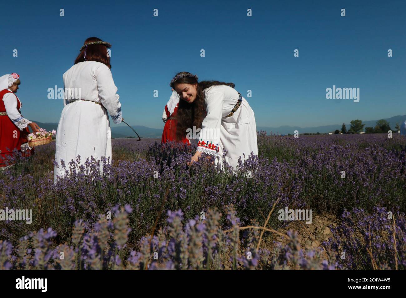 Lavender bulgaria harvesting hi-res stock photography and images - Alamy
