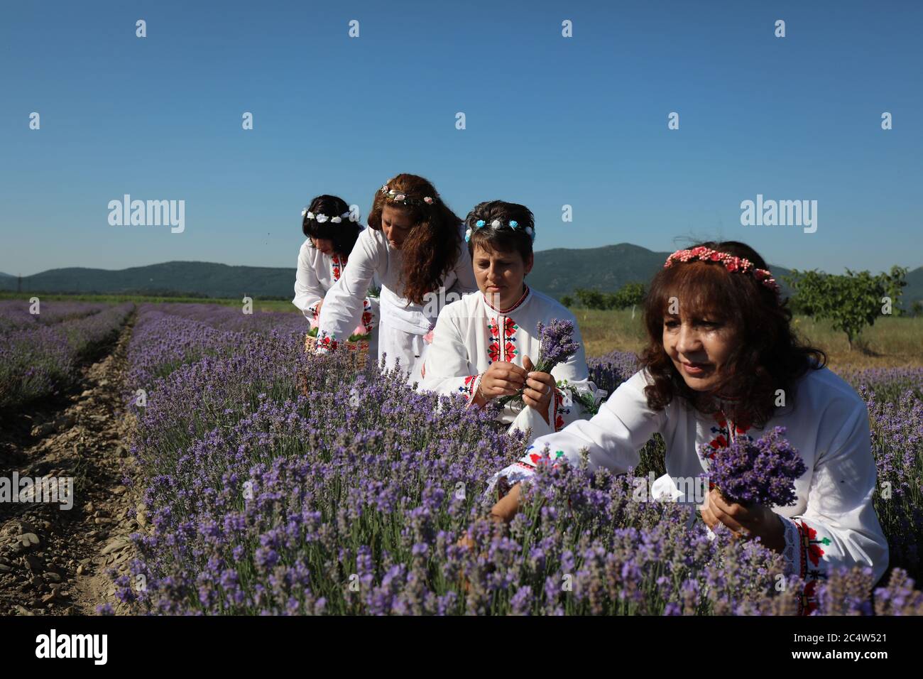 Lavender bulgaria harvesting hi-res stock photography and images - Alamy