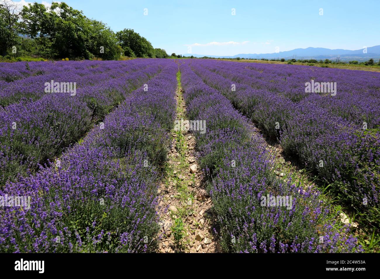 Karlovo, Bulgaria - June 27, 2020: People in traditional costumes ...