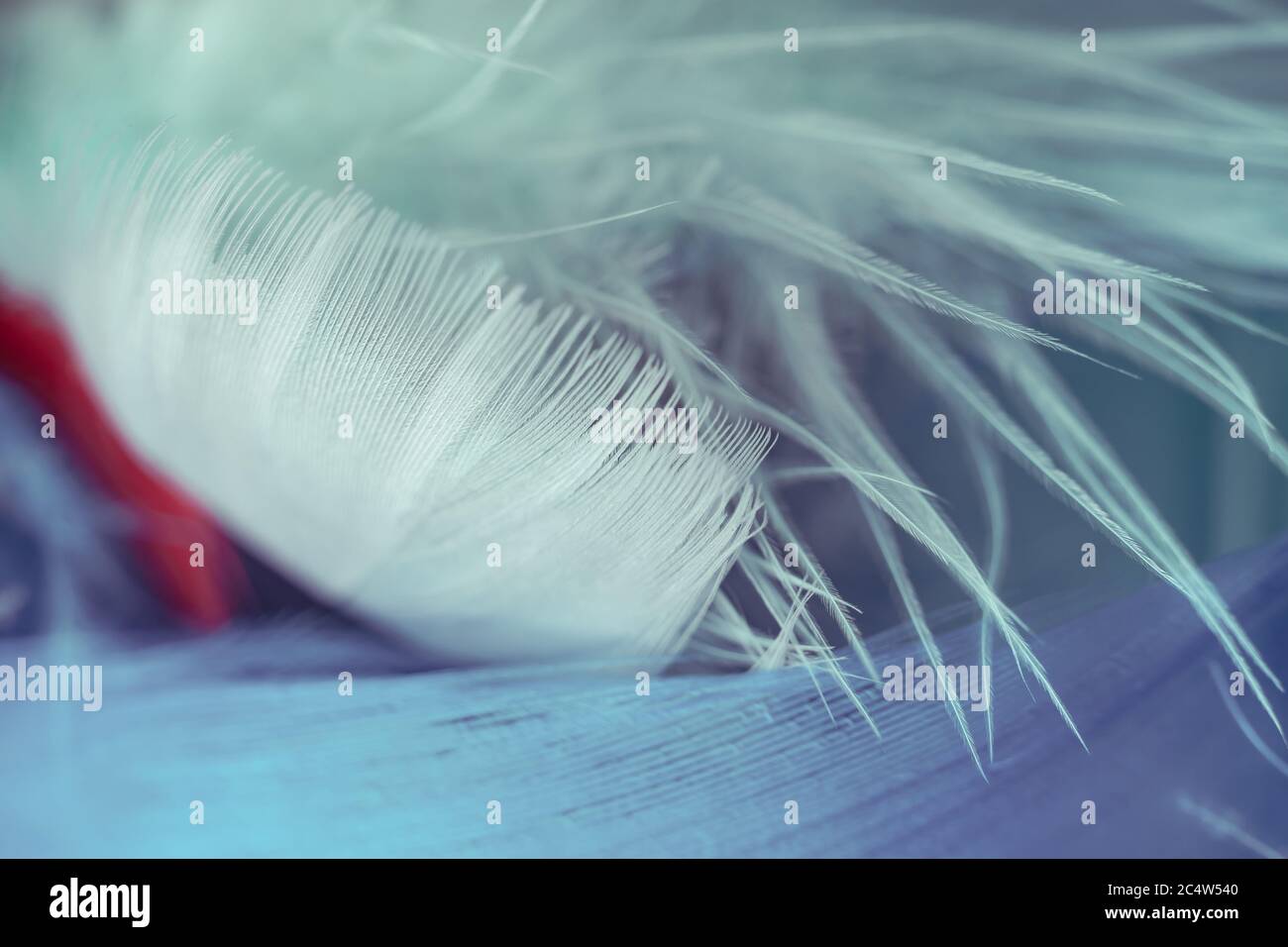 Close up Bird feather. Beautiful background texture. Macro photography ...
