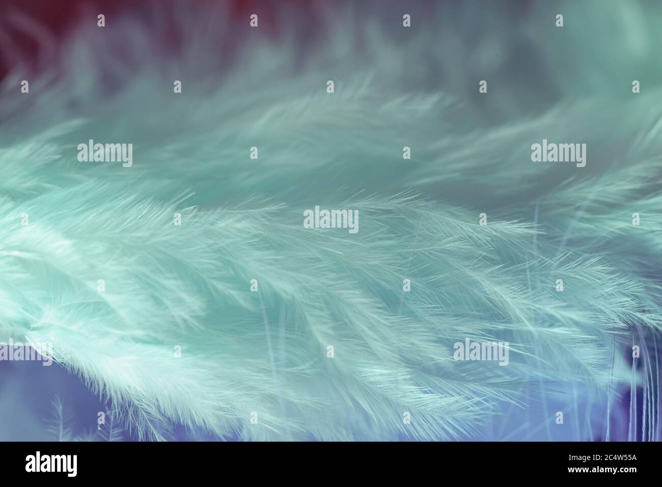 Close up Bird feather. Beautiful background texture. Macro photography ...