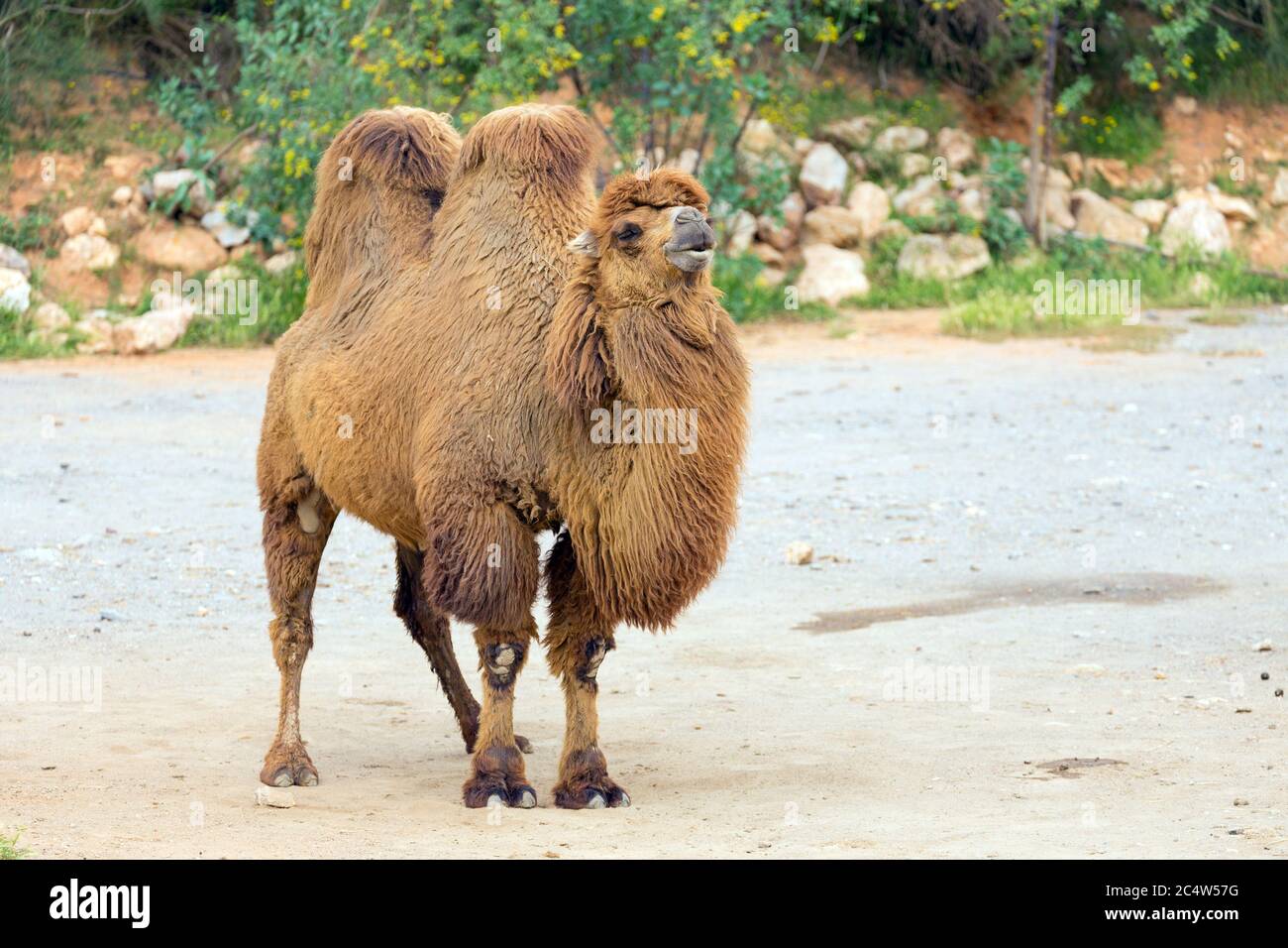 Bactrian camel (Camelus bactrianus Stock Photo - Alamy