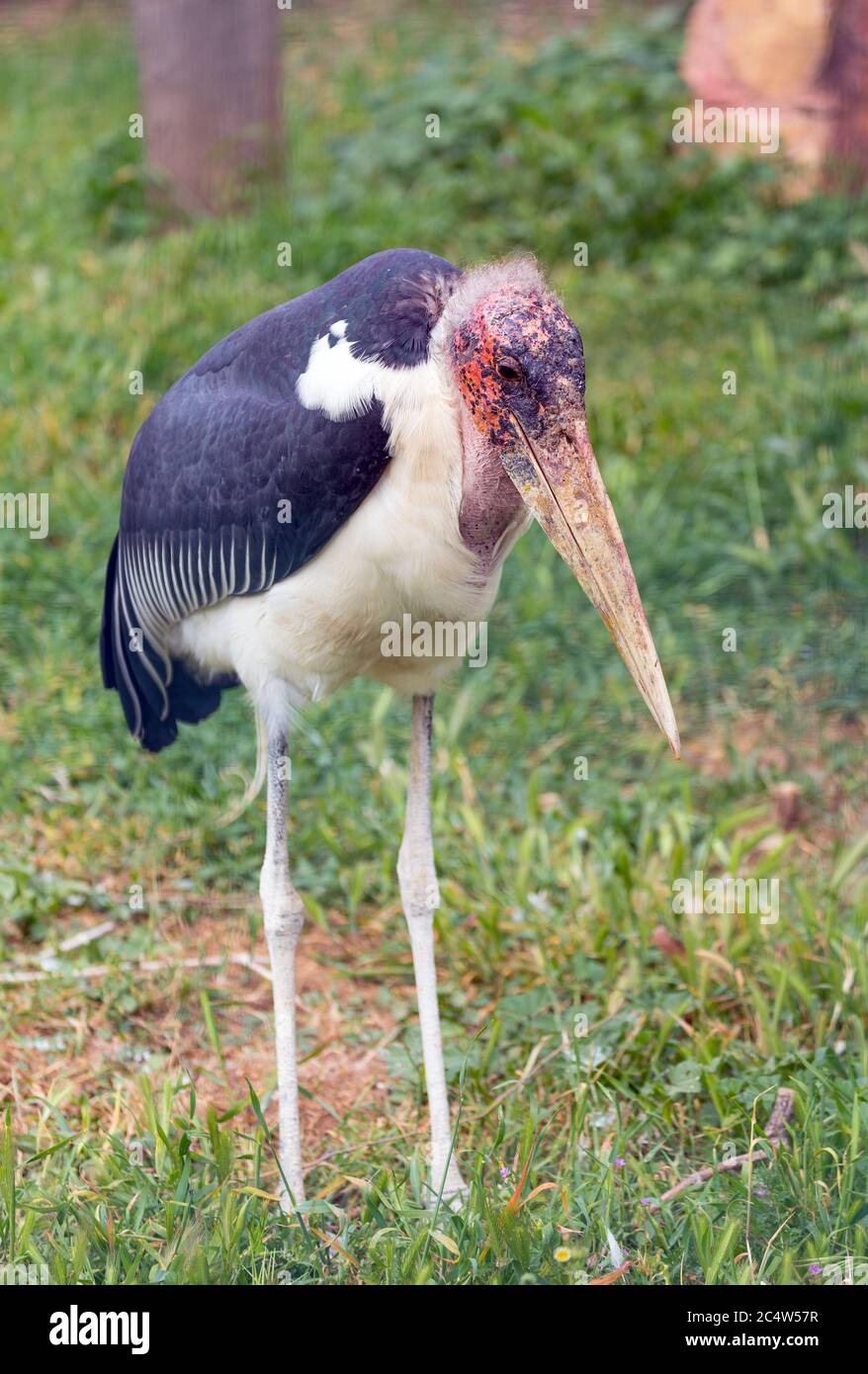 Marabou stork (Leptoptilos crumenifer) African bird Stock Photo - Alamy