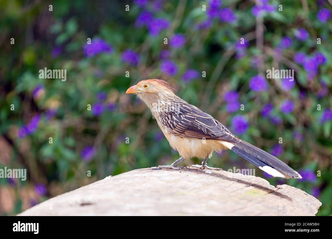 Guira cuckoo (Guira guira), South American bird Stock Photo - Alamy