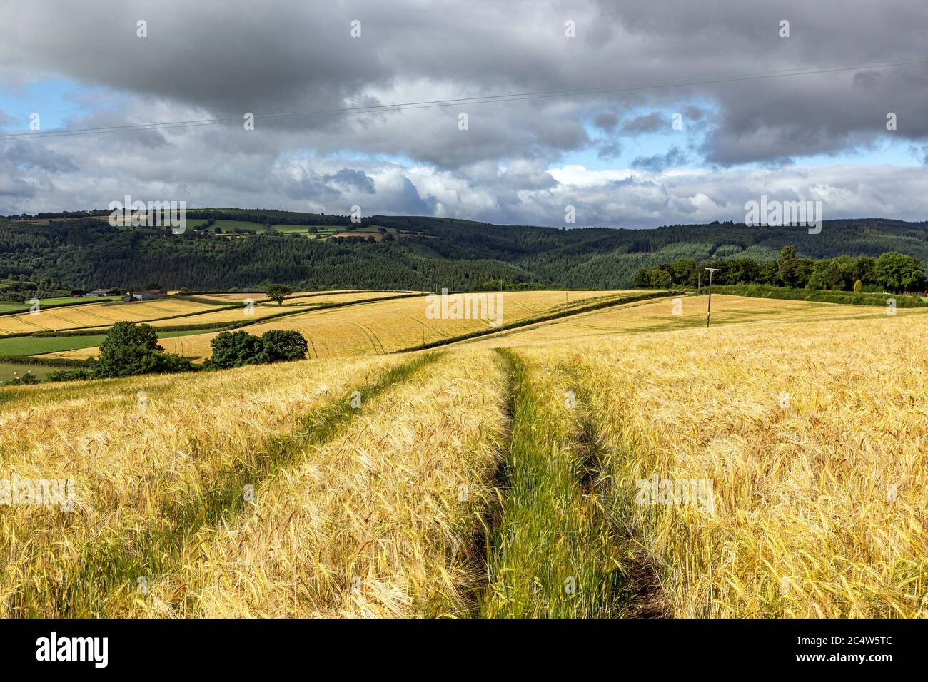 Devon, Sunset, Agricultural Field, Agriculture, Barley, Beauty In ...