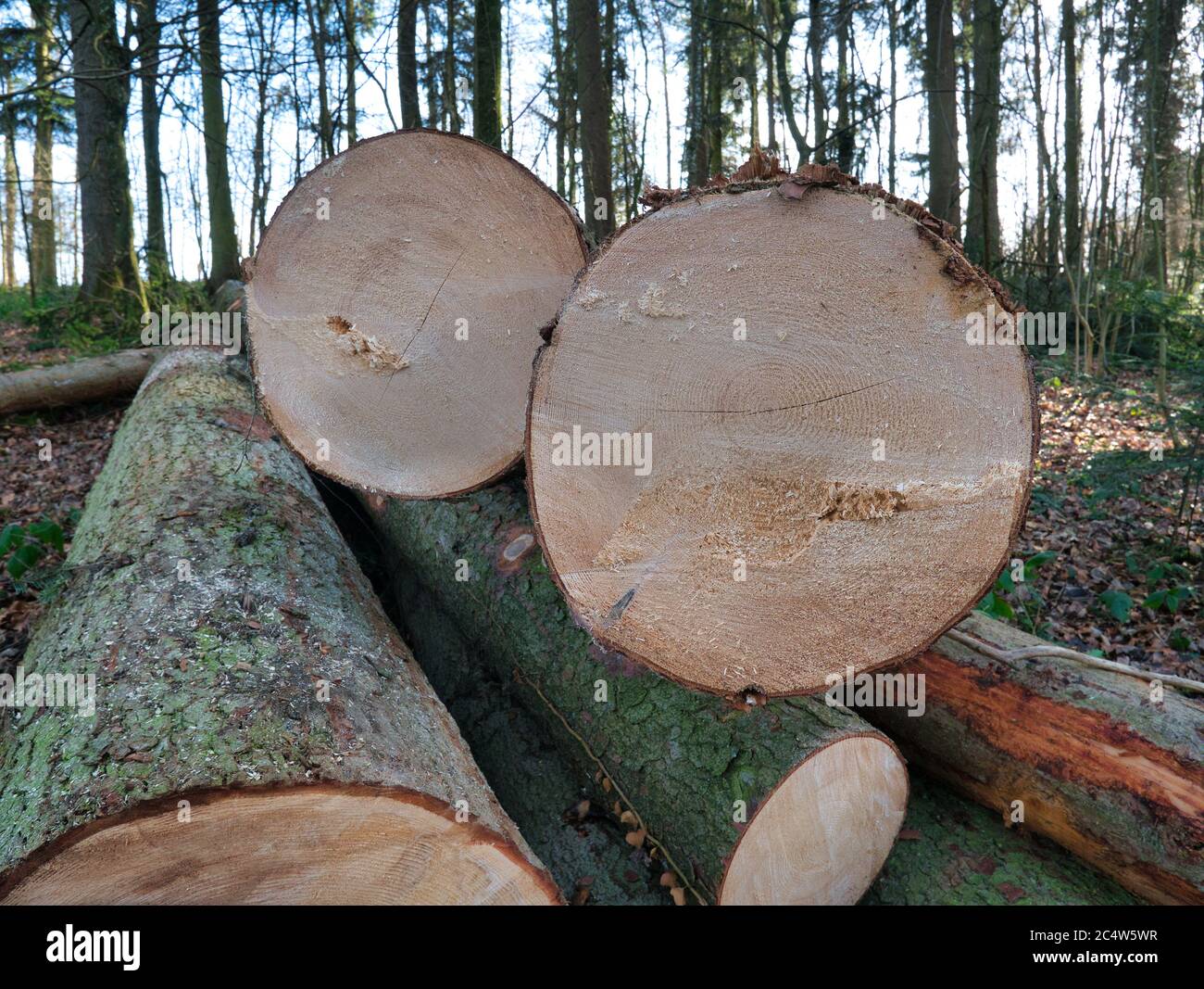 Deforested trees lie on the leafy forest floor Stock Photo - Alamy