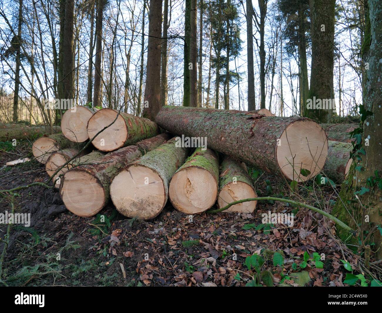 Leafy forest floor hi-res stock photography and images - Alamy