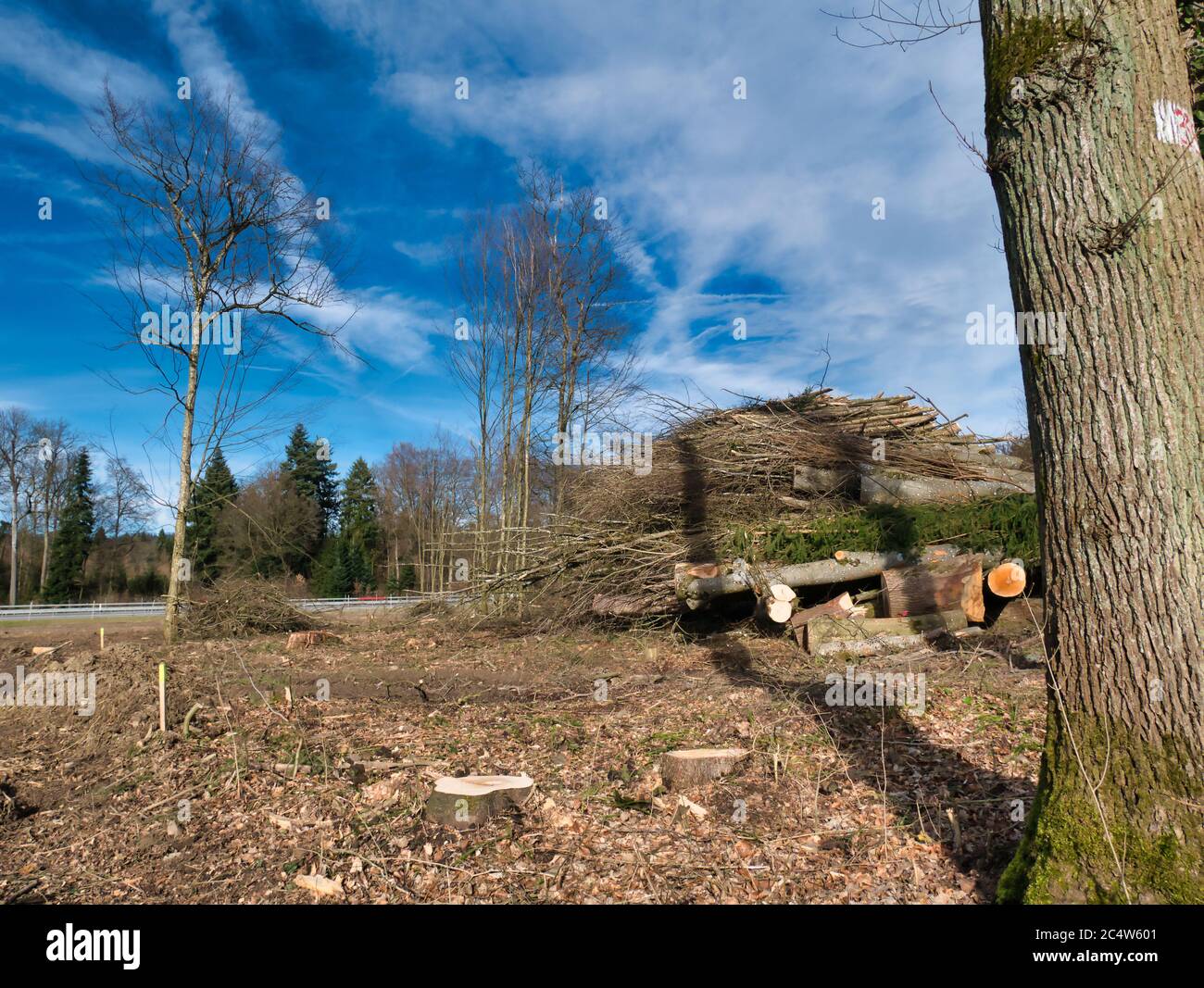 Cut down forest deforestation area hi-res stock photography and images ...