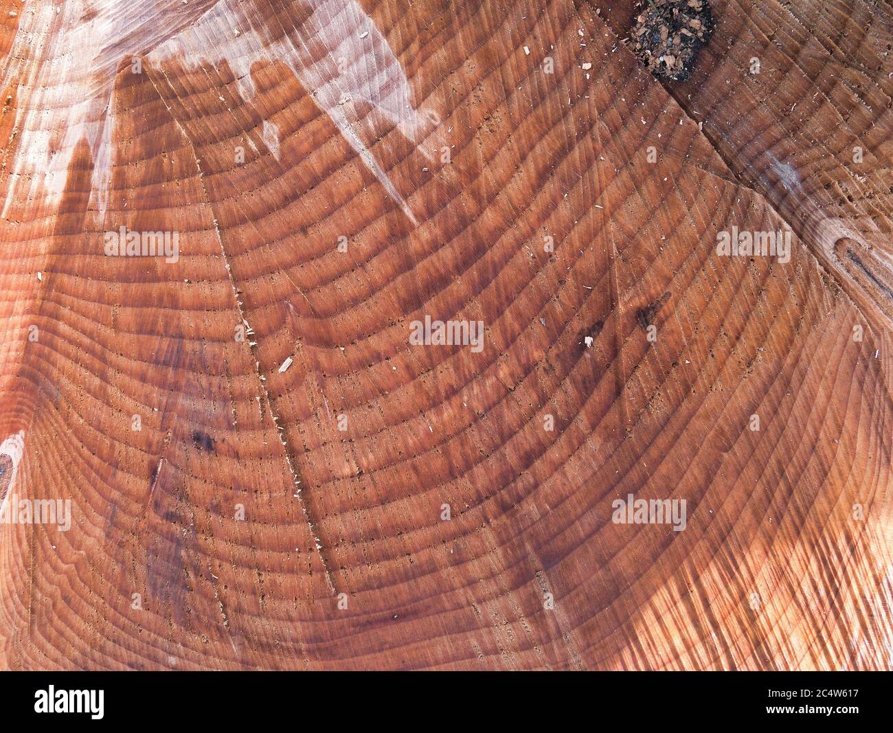 Cross section with annual rings hi-res stock photography and images - Alamy