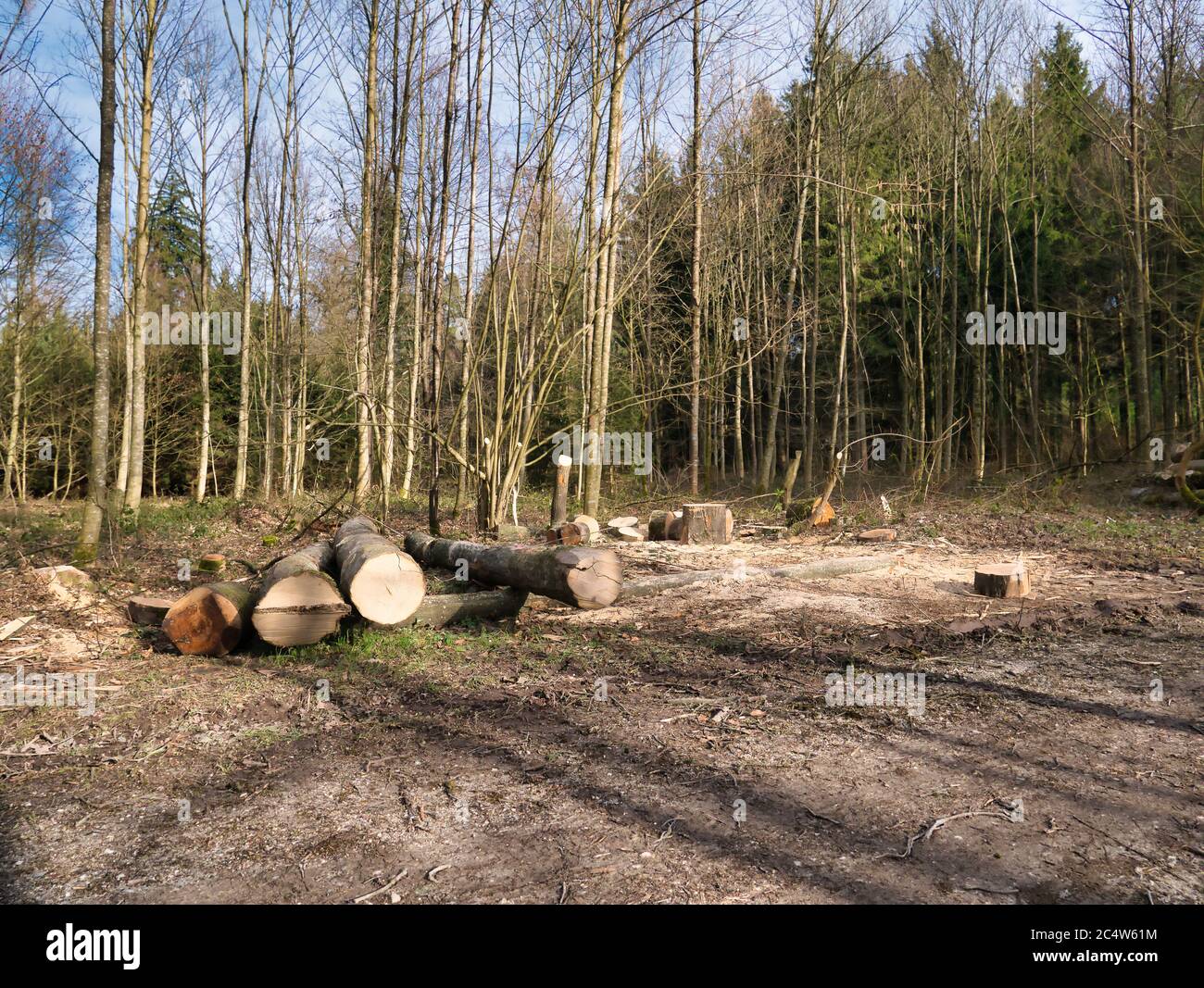 Individual tree hi-res stock photography and images - Alamy