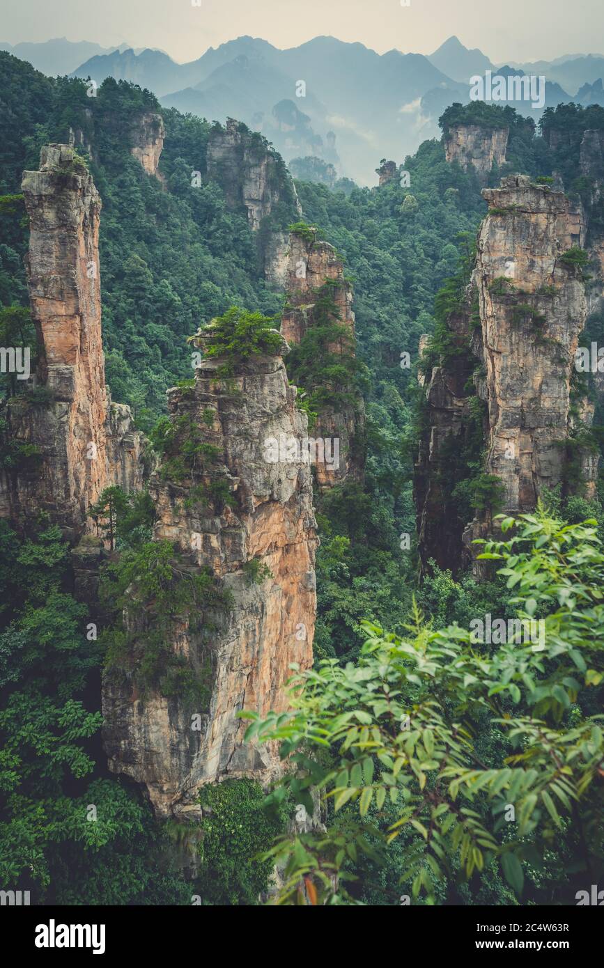 Stunning rock pillars of the tianzi mountain range, Avatar mountains ...
