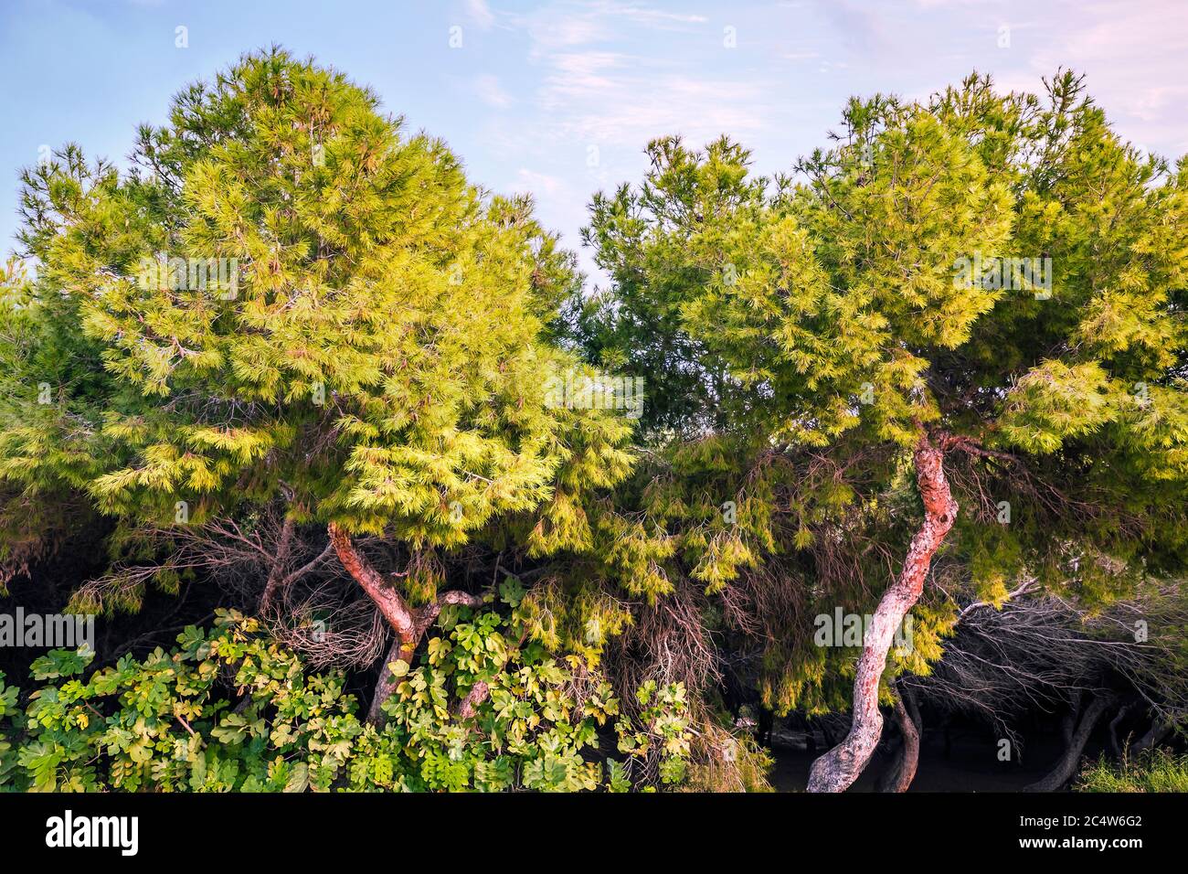 Mediterranean evergreen forest hi-res stock photography and images - Alamy