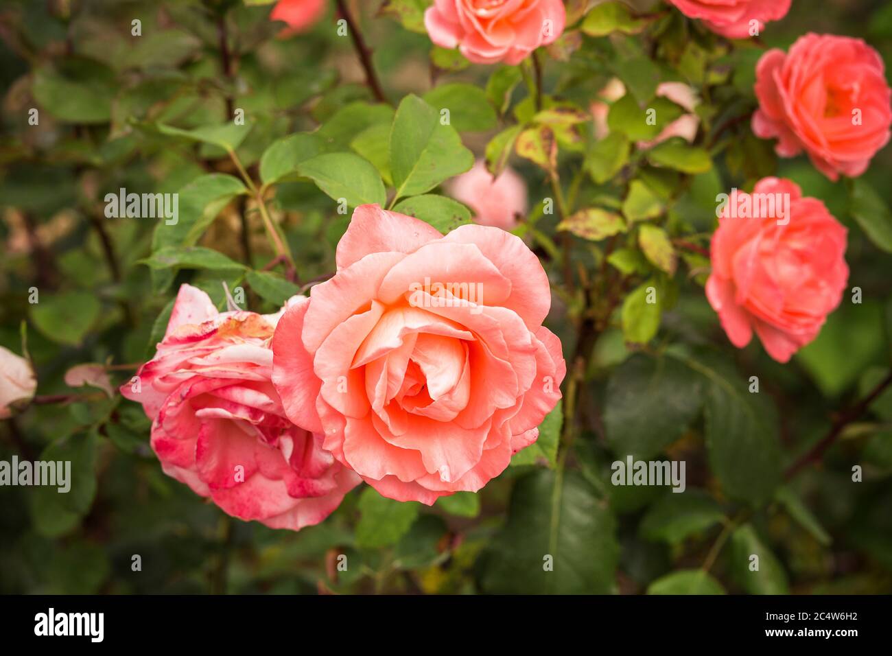 view of rose bush with flowers with pink petals on green leaves Stock ...