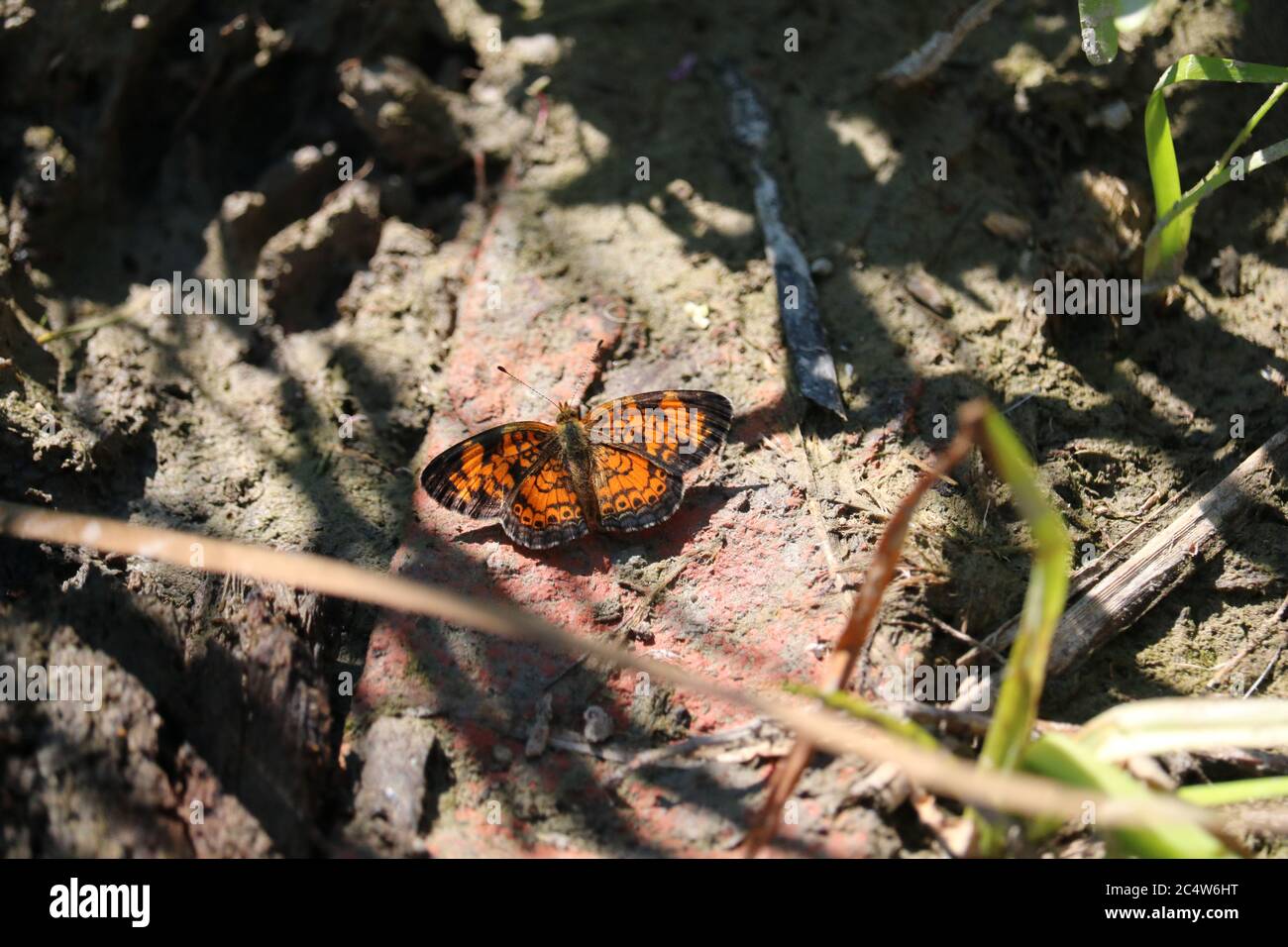 Butterfly on the Ground Stock Photo - Alamy
