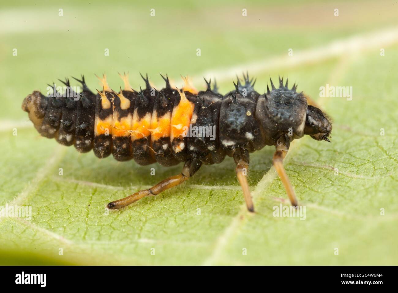 Ladybird larva hi-res stock photography and images - Alamy