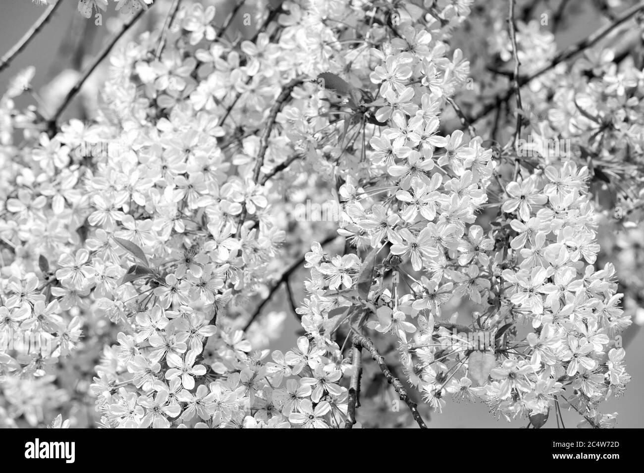 Background with Flowers. 8 march sale. blooming of apple tree in spring ...