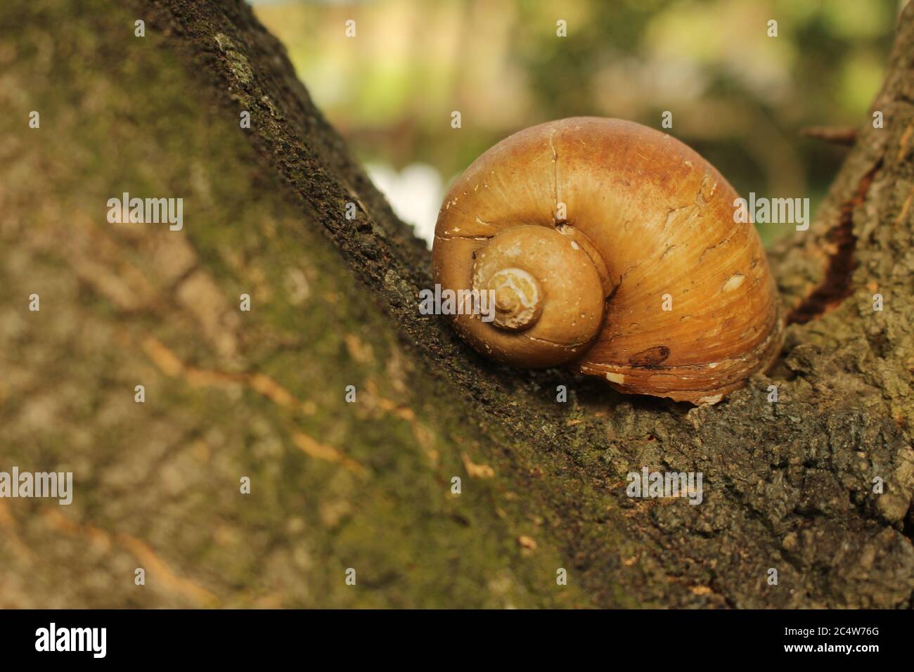 Closeup shot of tree snail shell on a wooden surface Stock Photo - Alamy