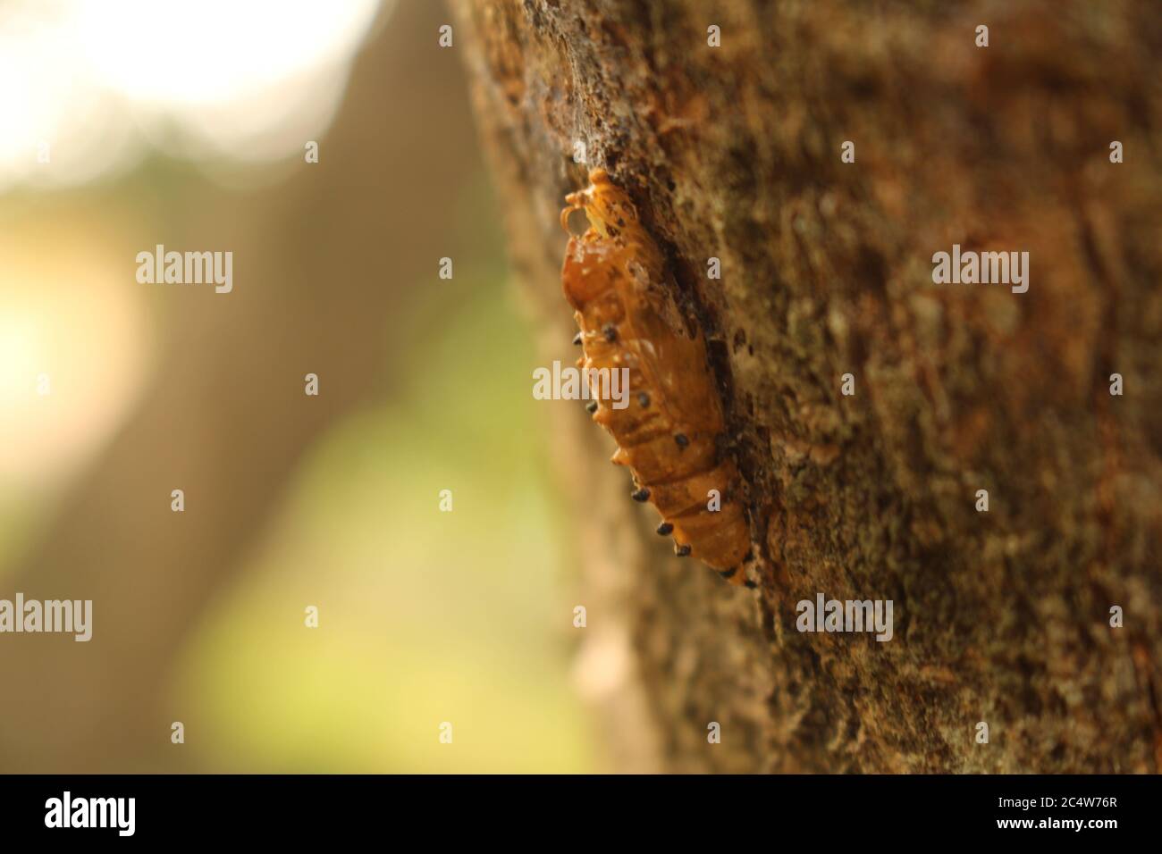 Closeup shot of a brown insect crawling on a tree surface Stock Photo ...
