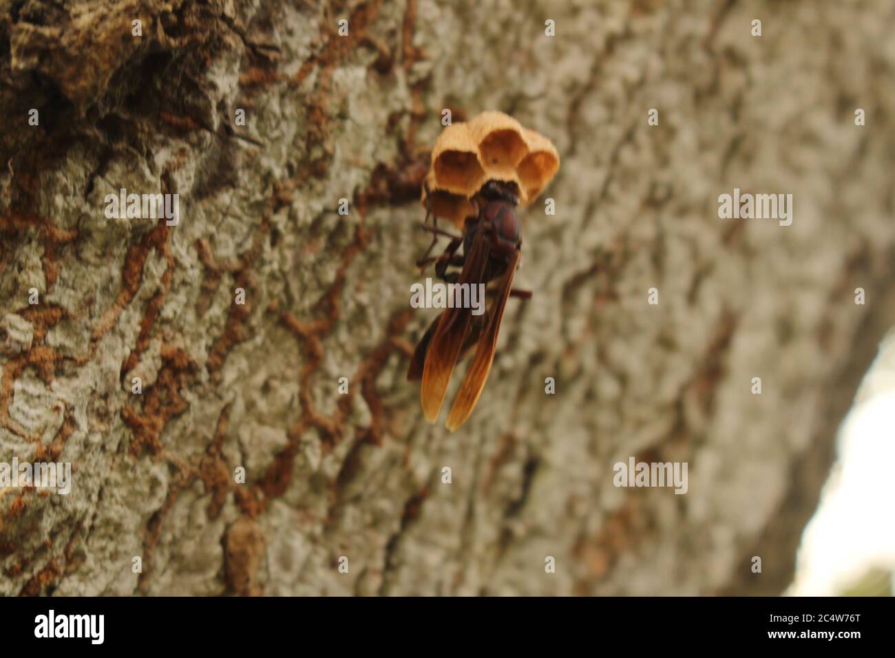 Low angle shot of a hornet hive on a tree surface Stock Photo - Alamy