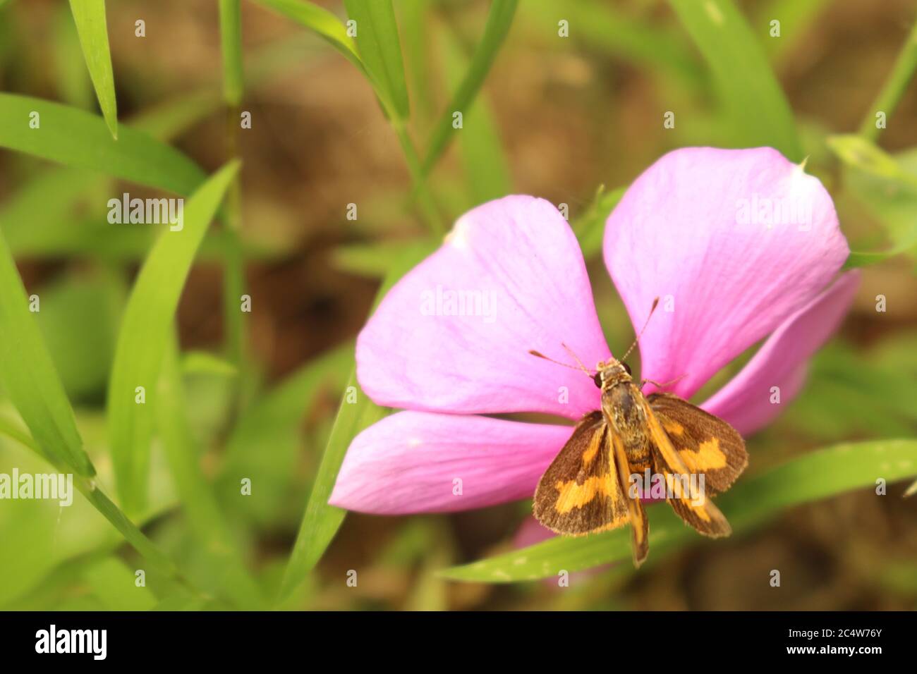 Closeup shot of a yellow bee on a pink flower Stock Photo - Alamy