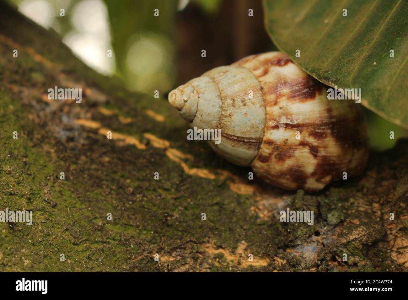 Closeup shot of tree snail shell on a wooden surface Stock Photo - Alamy