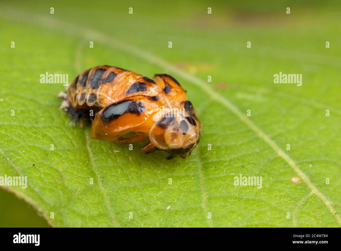 Lady bird pupation hi-res stock photography and images - Alamy