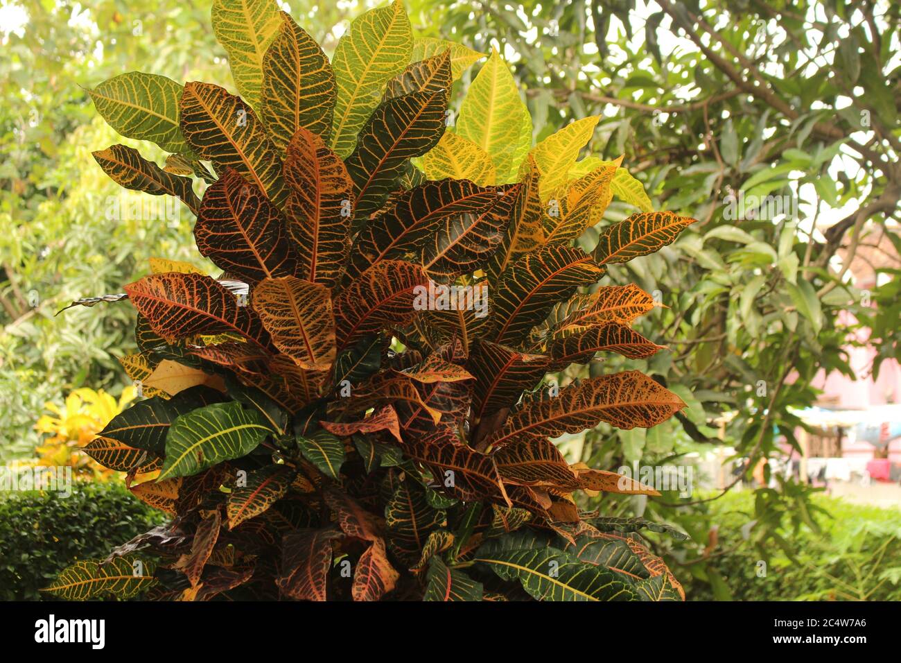 Closeup shot of an exotic bush with green and orange leaves Stock Photo ...