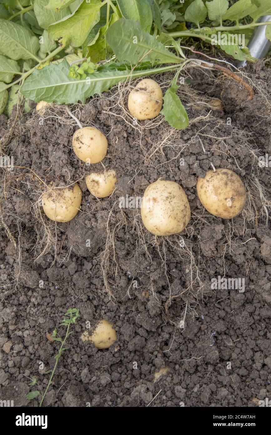 First early potatoes hi-res stock photography and images - Alamy