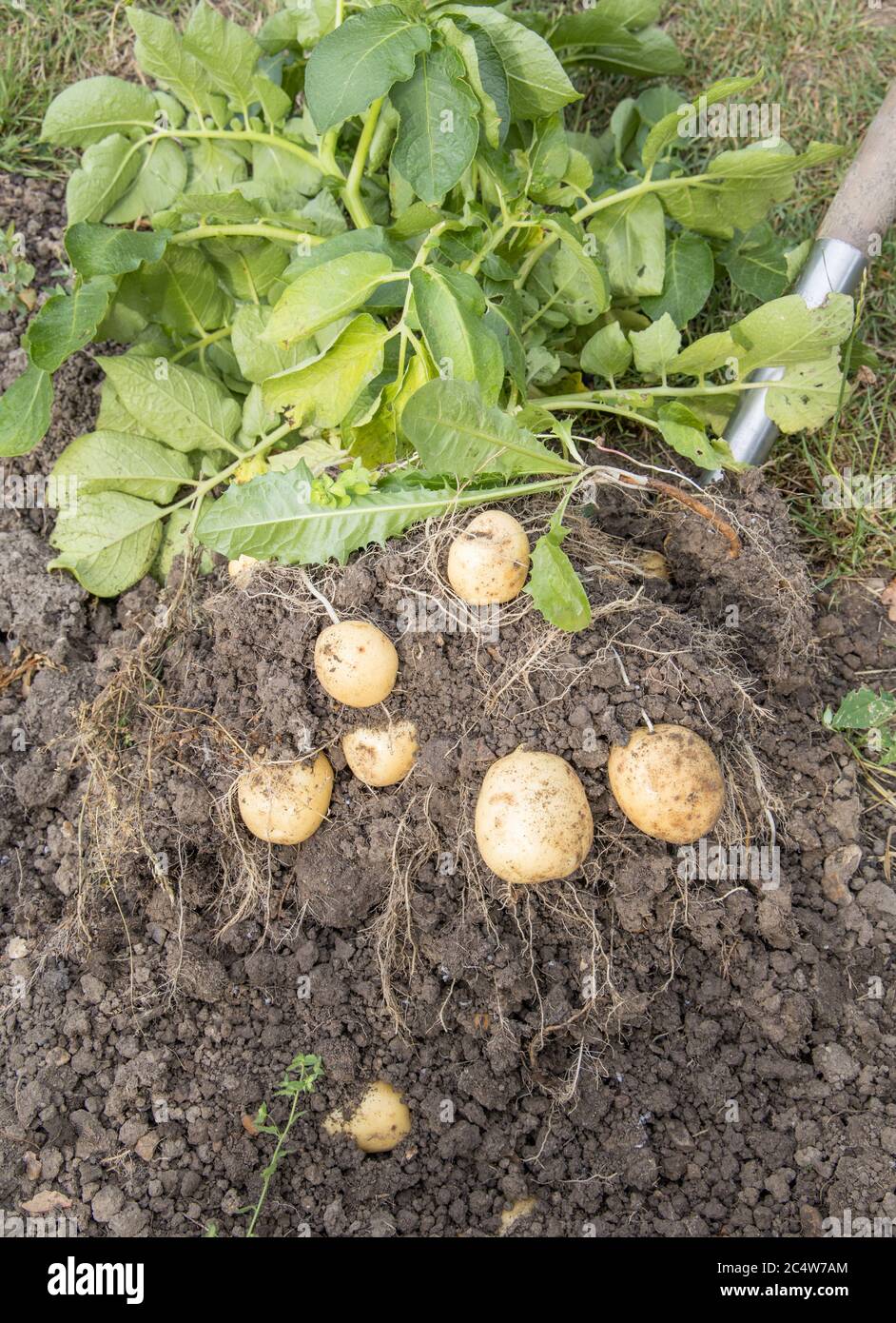 new first early potatoes at the allotment in june in burgess hill Stock ...