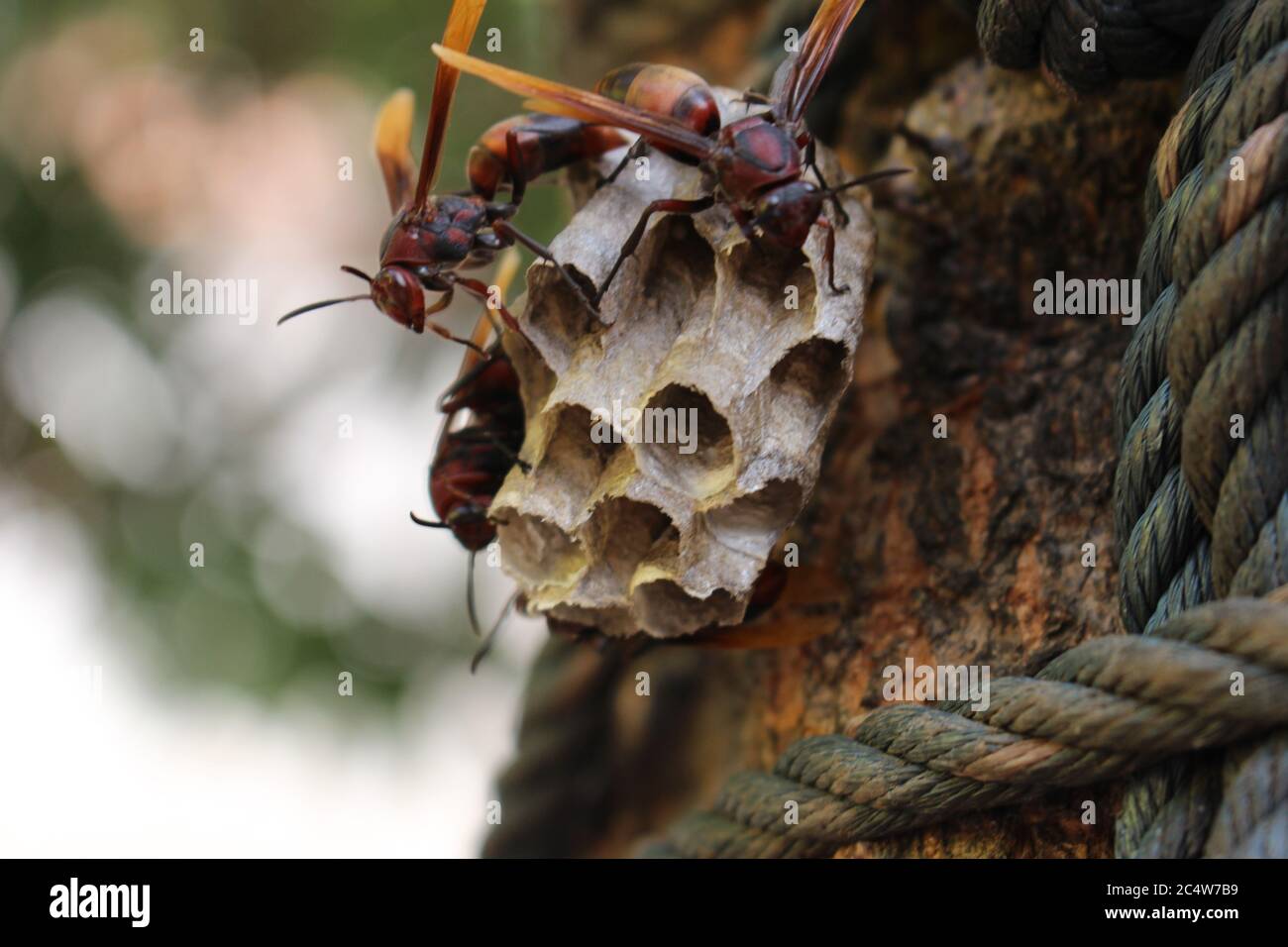 Low angle shot of a hornet hive on a tree surface Stock Photo - Alamy