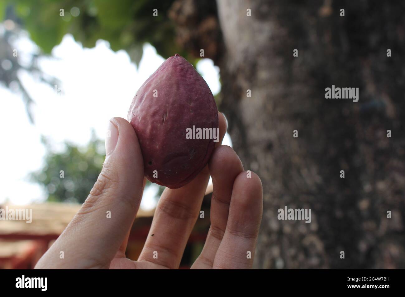 Closeup shot of a human hand holding an oval red fruit Stock Photo - Alamy