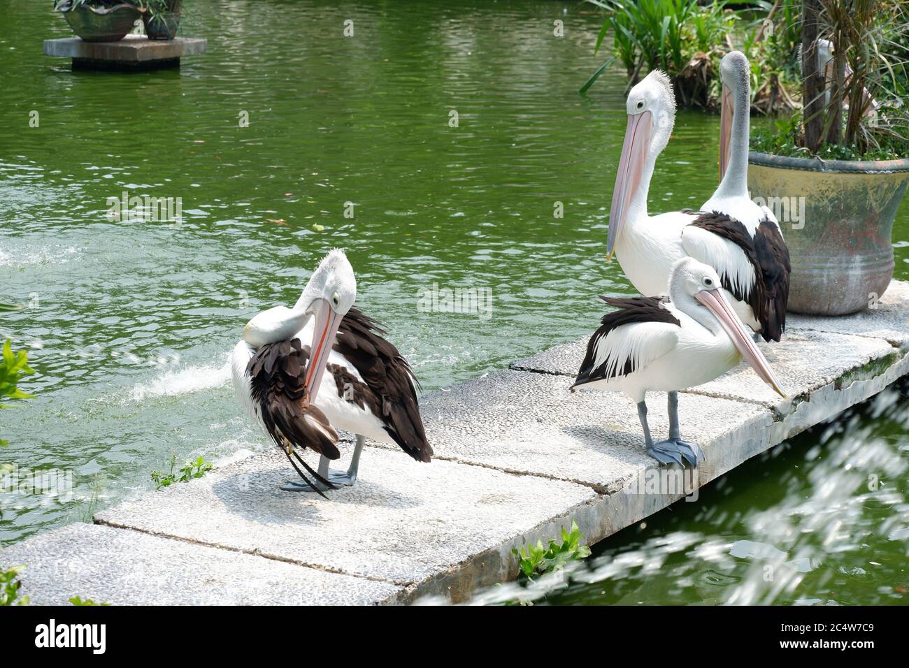 Great white pelicans swimming hi-res stock photography and images - Alamy