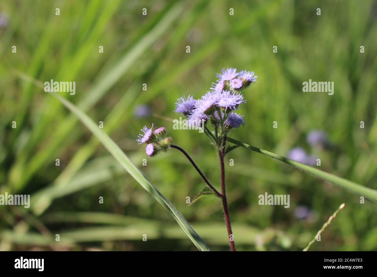 Close Up Jasione Montana Flower High Resolution Stock Photography and ...