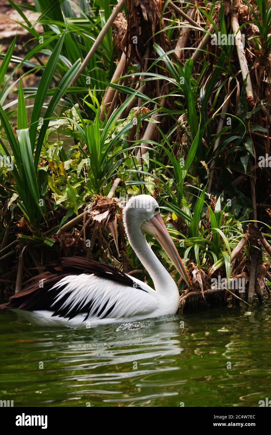 Pelicans (Pelecanus onocrotalus) are a genus of large water birds that ...