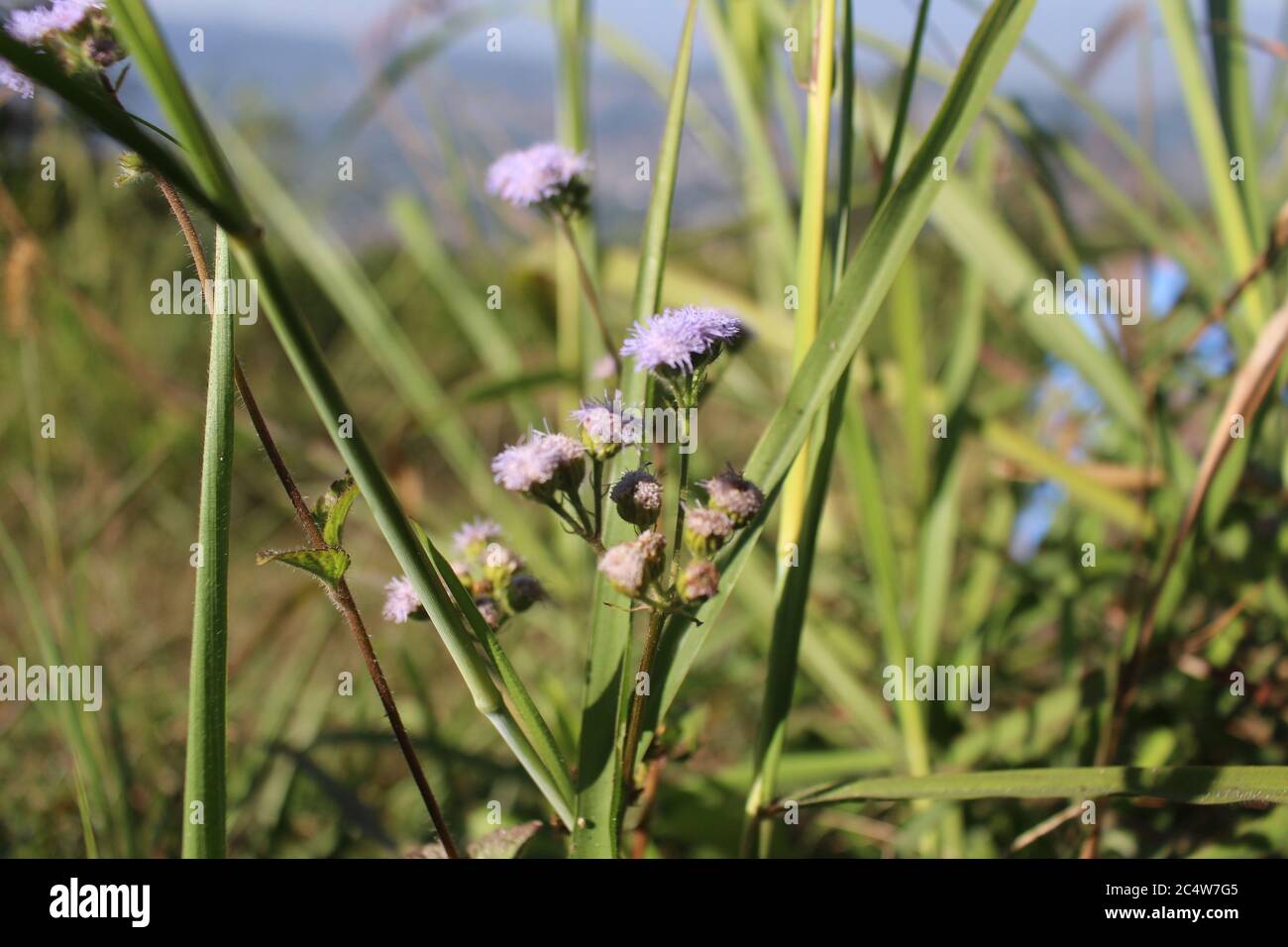 Close up jasione montana flower hi-res stock photography and images - Alamy