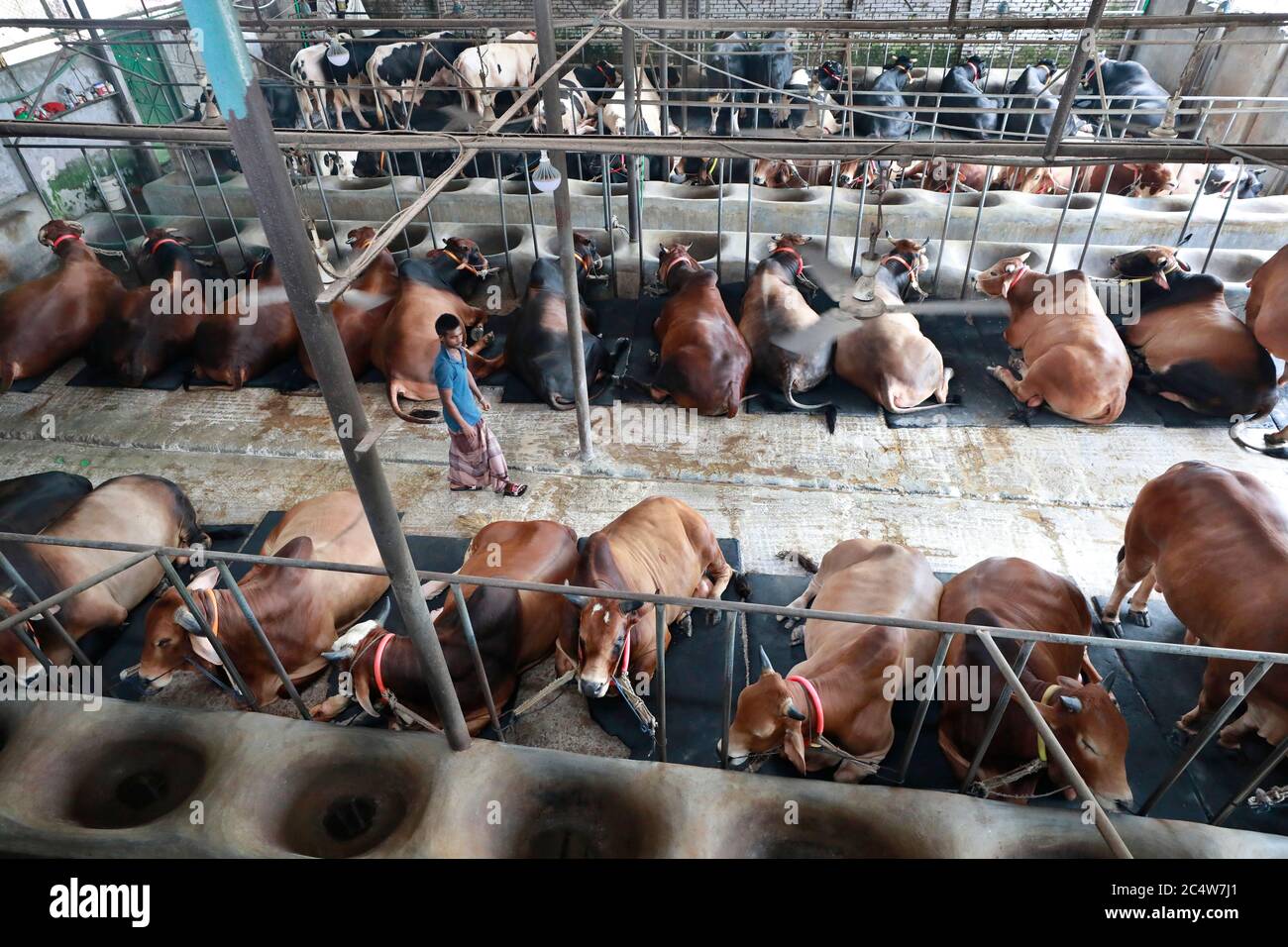 Dhaka, Bangladesh - June 28, 2020: A cattle farm at Mohammadpur in ...