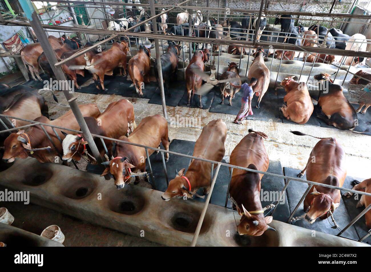 Bangladesh cows hi-res stock photography and images - Alamy