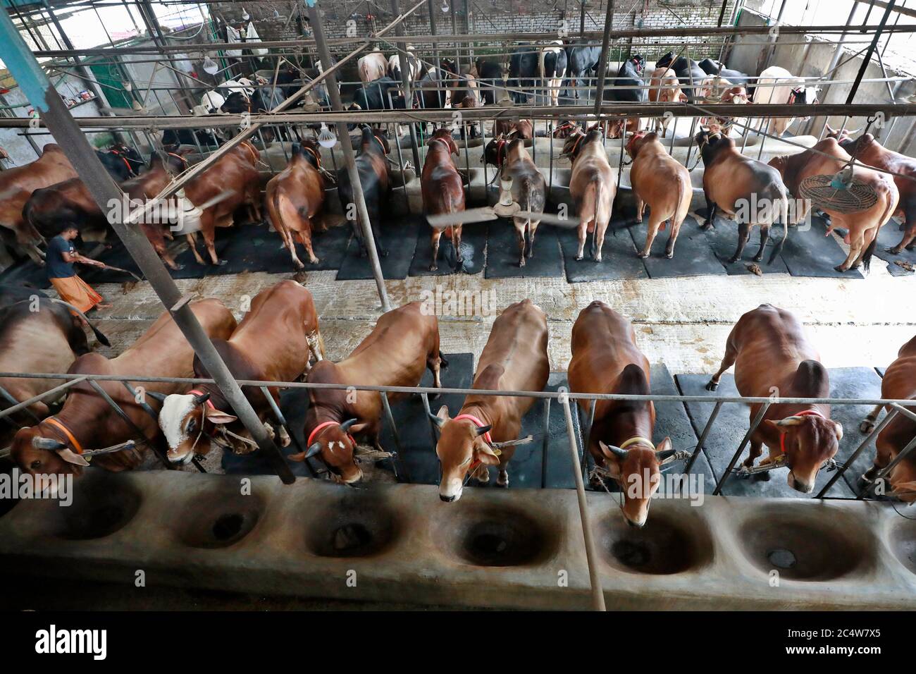 Dhaka, Bangladesh - June 28, 2020: A cattle farm at Mohammadpur in ...