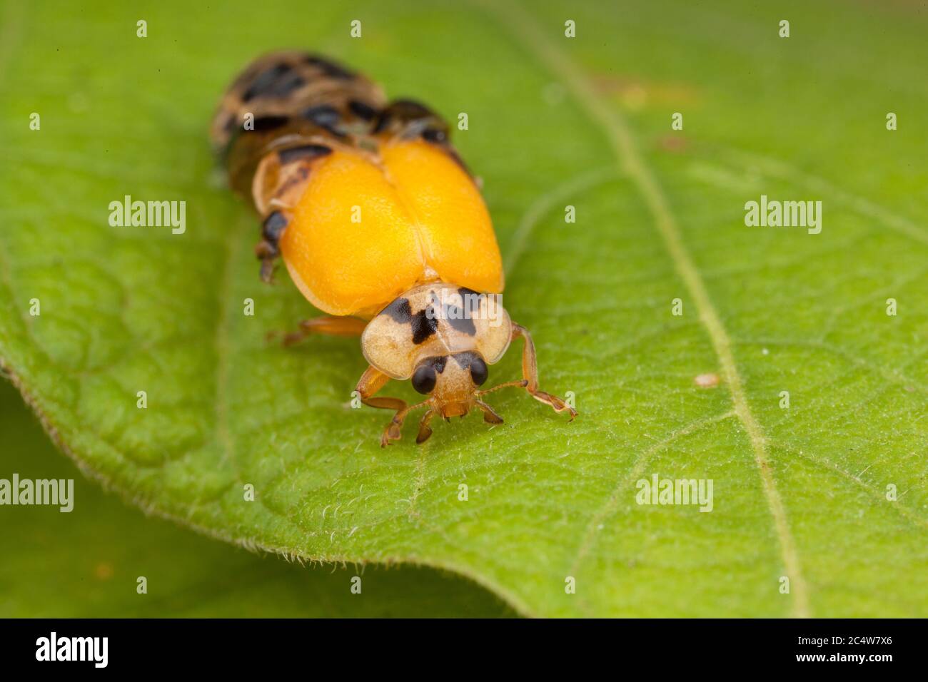 A series of images showing the pupation process as an adult six spot ...
