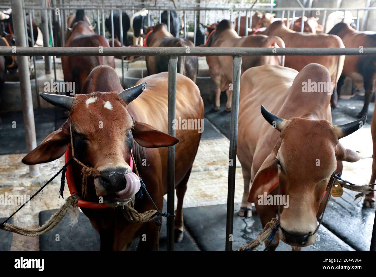 Dhaka, Bangladesh - June 28, 2020: A cattle farm at Mohammadpur in ...